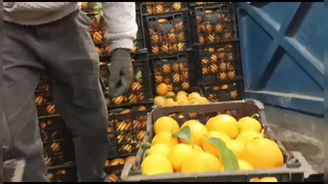 تماشای ویدیو: میدان میوه و تره بار در کرج - اینما